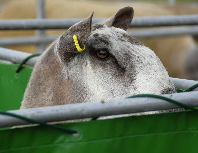 Ram sheep in pen. stock photo. Image of nose, tough, display - 15367378