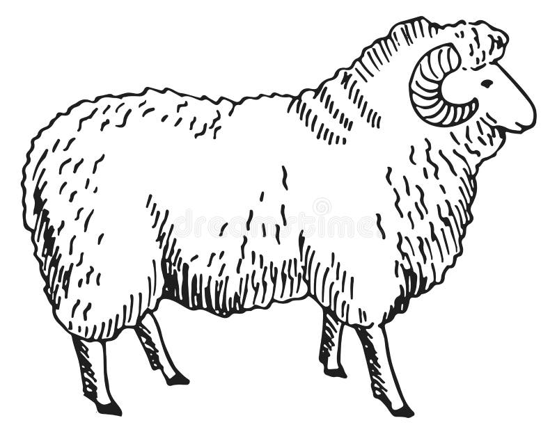 Ram sketch. Sheep drawing stock vector. Illustration of lamb - 265056655