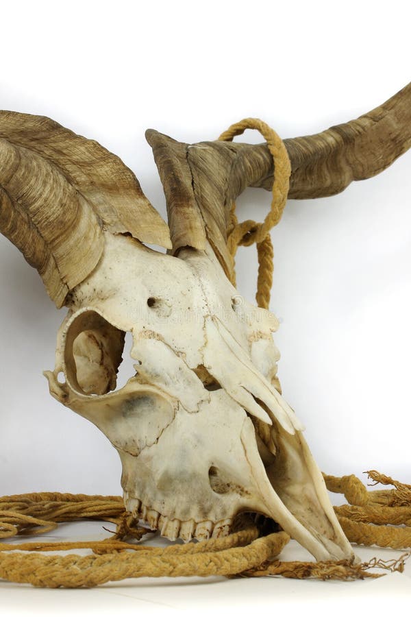 Ram Skull stock photo. Image of head, mammal, isolated - 12773002