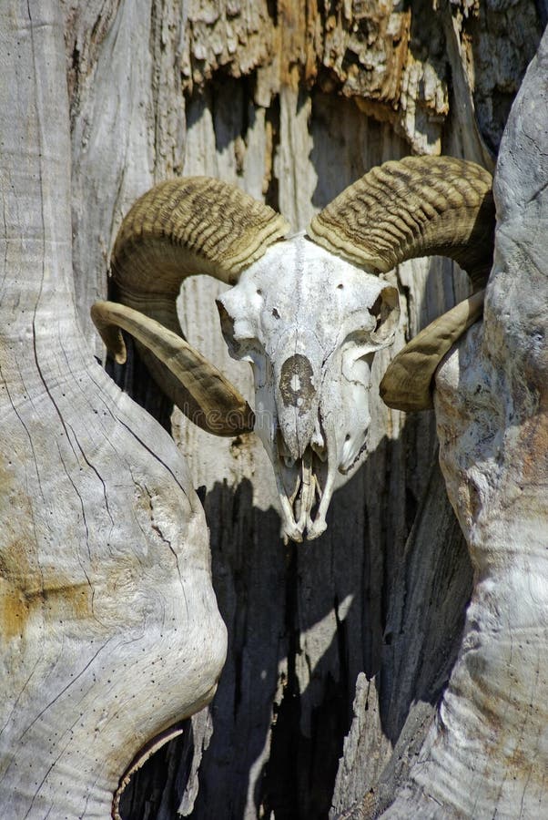 Ram skull stock photo. Image of horn, skull, tissue, anatomy - 26075388