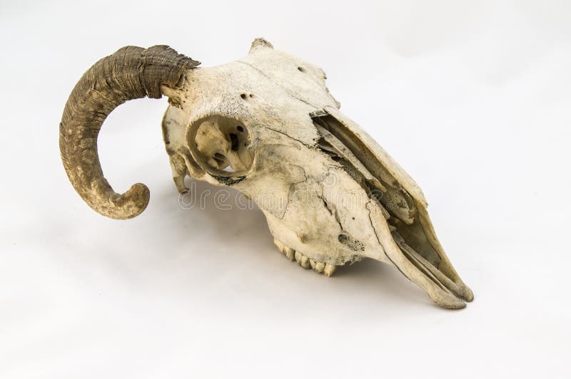 Ram Skull stock image. Image of skeleton, death, horn - 28935761