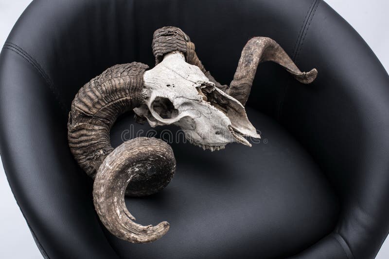 Ram Skull Teeth Stock Photos - Free & Royalty-Free Stock Photos from ...