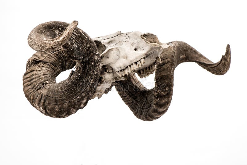 102 Ram Skull Teeth Photos - Free & Royalty-Free Stock Photos from ...