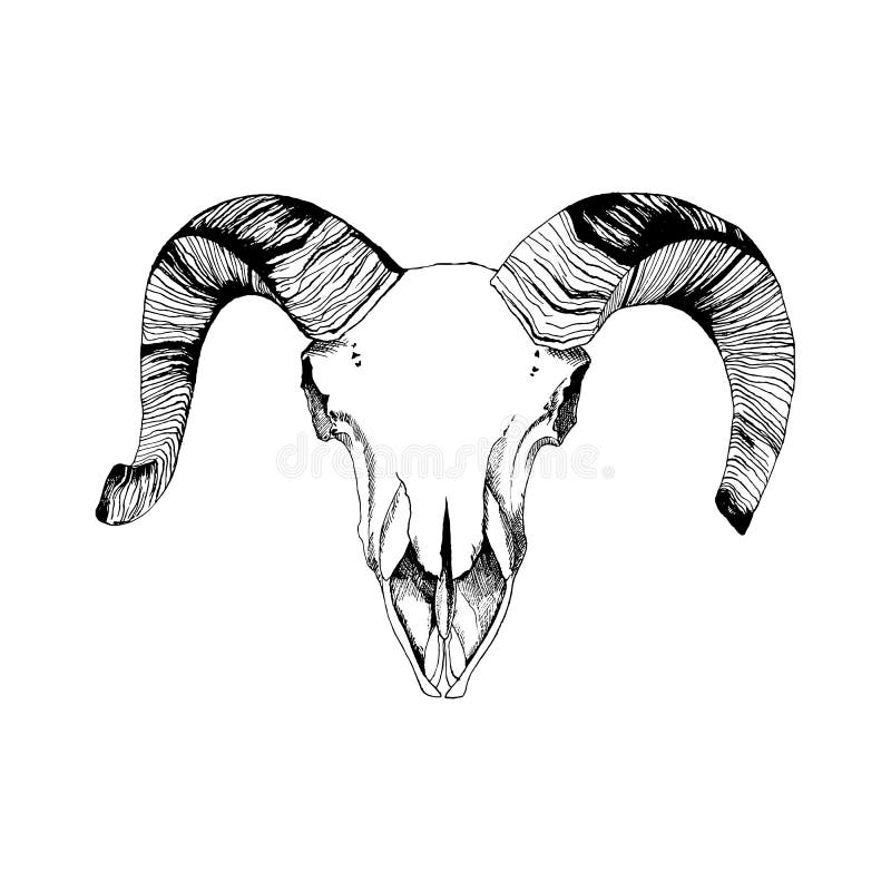 Ram Skull stock vector. Illustration of effective, effect - 42292850