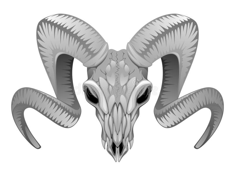 Ram skull stock vector. Illustration of forehead, anatomy - 68431573