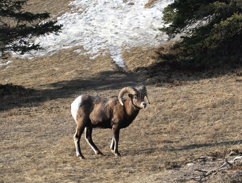 Bighorn Ram stock photo. Image of critter, snow, rocks - 29033304