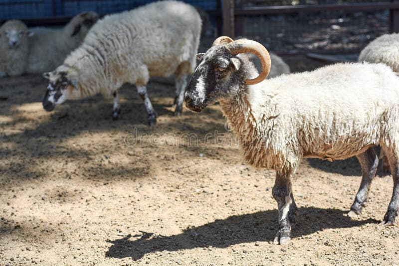 A Ram Standing in the Corral at Farm with Sheep Behind Stock Photo ...