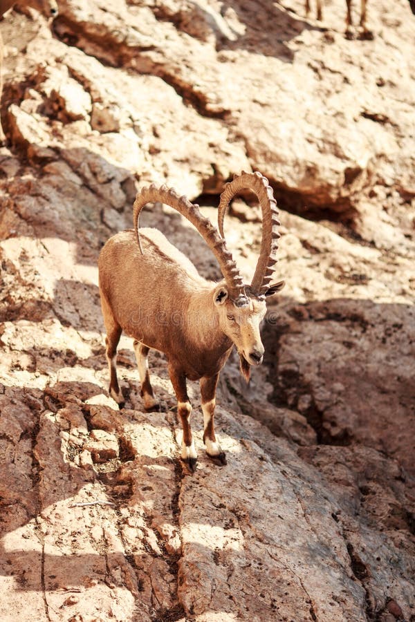 Ram stock image. Image of ears, heat, horns, summer, animal - 47630361