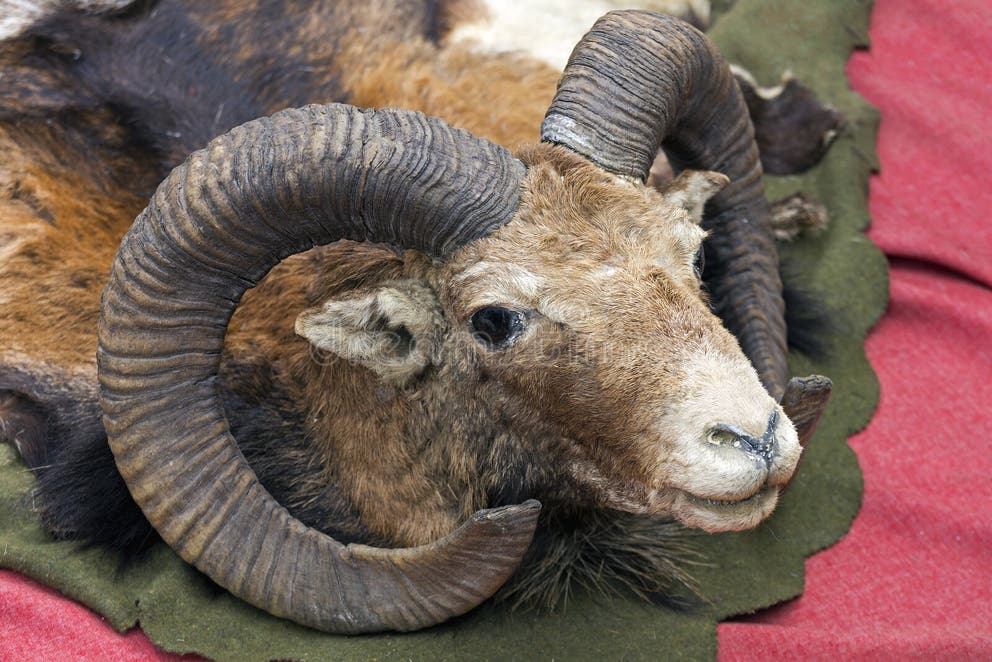 Ram trophy stock photo. Image of mountain, taxidermy - 41223540