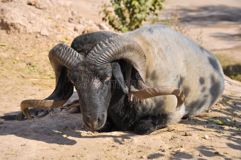 Ram with Twisted into a Spiral Horns Stock Photo - Image of sheep ...