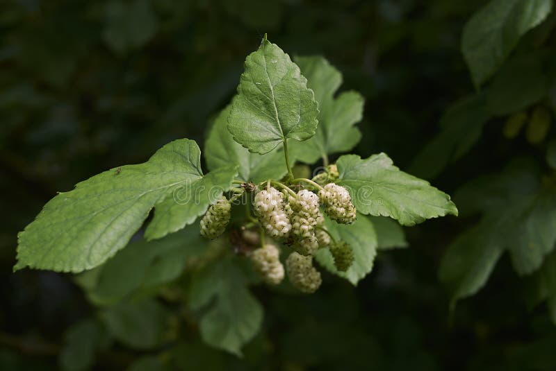 Rama Alba Del Morus Con Las Frutas Foto de archivo - Imagen de planta ...