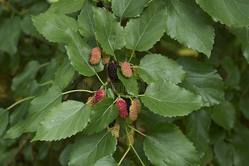 Rama Alba Del Morus Con Las Frutas Imagen de archivo - Imagen de parque ...
