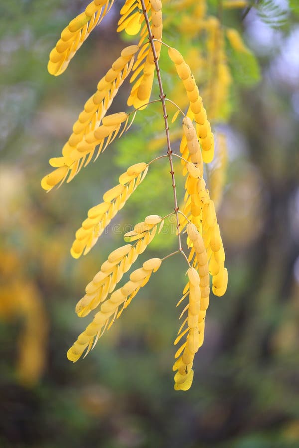 Acacia amarillo imagen de archivo. Imagen de manojo, flor - 30681351