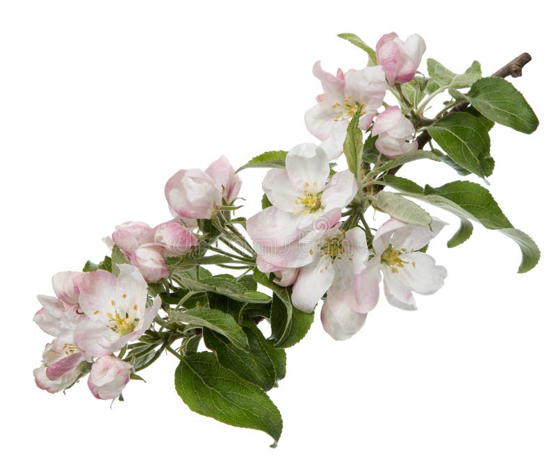 Rama Con Flores Aisladas En Fondo Blanco Imagen de archivo - Imagen de ...