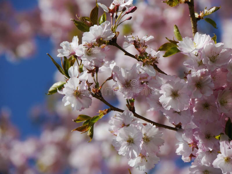 Rama de Cherry Blossom foto de archivo. Imagen de flor - 108414944