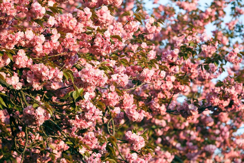 Rama de Cherry Blossom imagen de archivo. Imagen de fondo - 41241723
