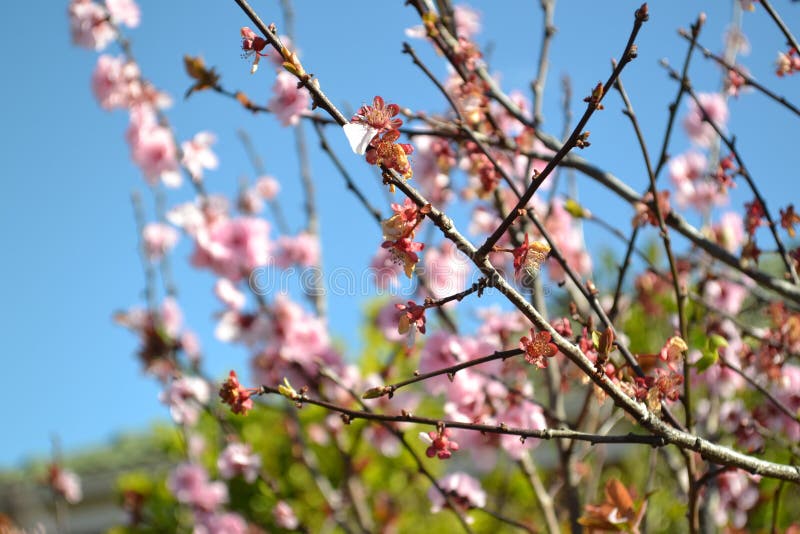 Rama de Cherry Blossom foto de archivo. Imagen de blanco - 51307424