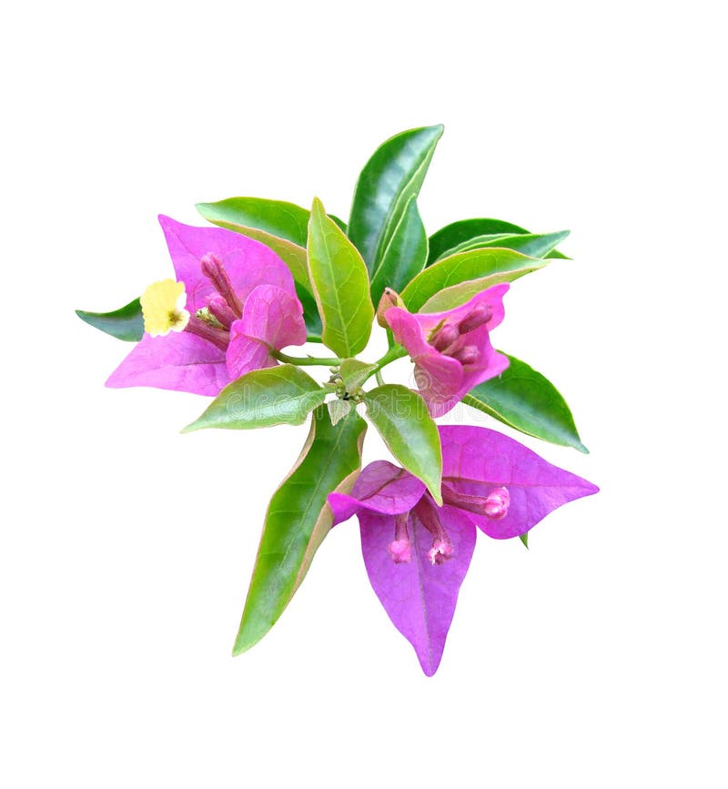 Rama de la flor foto de archivo. Imagen de inflorescencia - 38807040