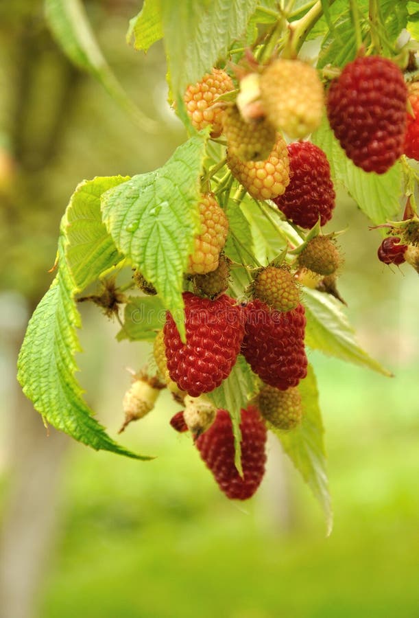 Rama de la frambuesa roja imagen de archivo. Imagen de planta - 43823443