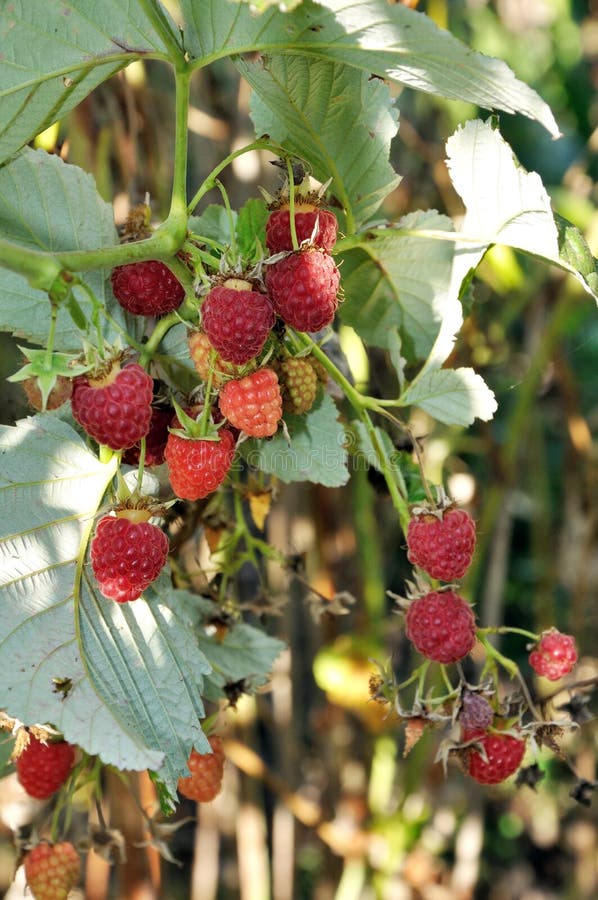Rama de la frambuesa roja imagen de archivo. Imagen de bayas - 44984871
