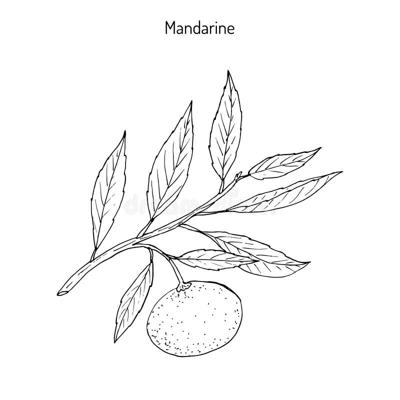 Rama de la mandarina ilustración del vector. Ilustración de planta ...
