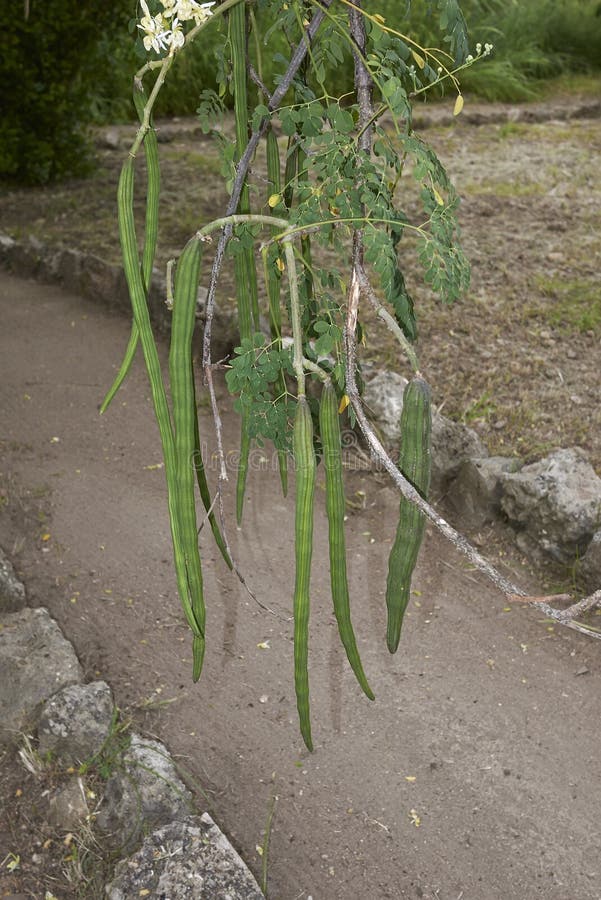 Rama De La Moringa Oleifera Con Las Frutas Imagen de archivo - Imagen ...