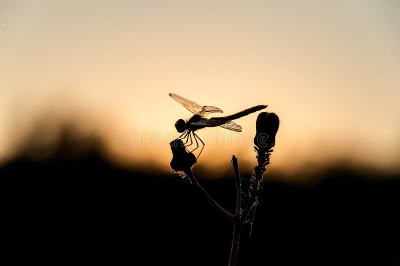 Libélula en noche imagen de archivo. Imagen de hoja, fauna - 13147975