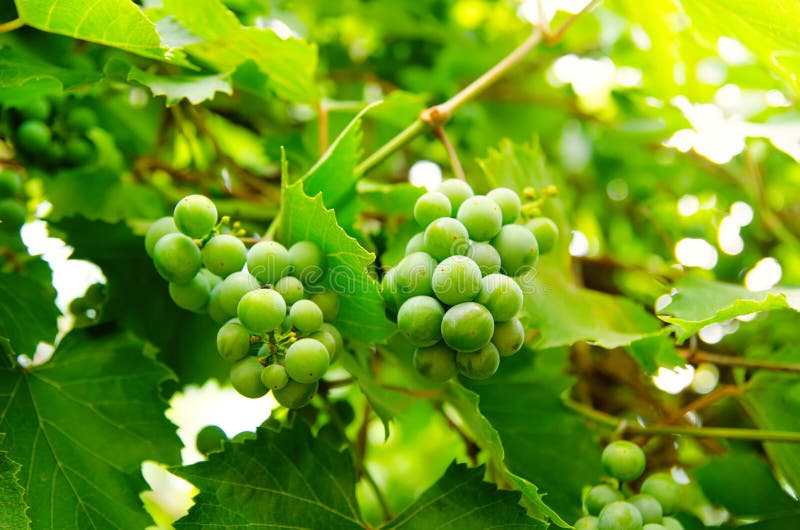 Rama de la vid foto de archivo. Imagen de racimo, lagar - 112377364