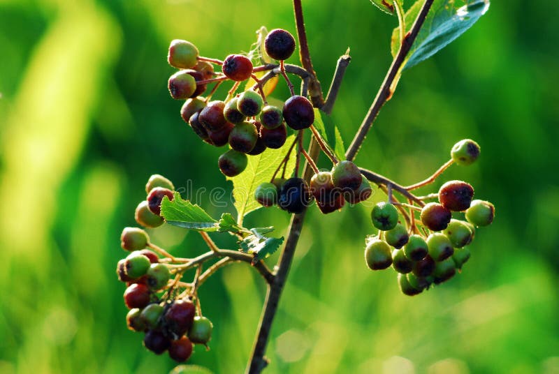 Rama De Las Frutas Negras Del Chokeberry Foto de archivo - Imagen de ...