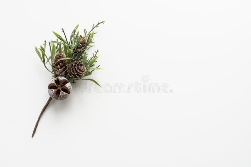 Rama De Pino Sobre Fondo Blanco Foto de archivo - Imagen de fondos ...