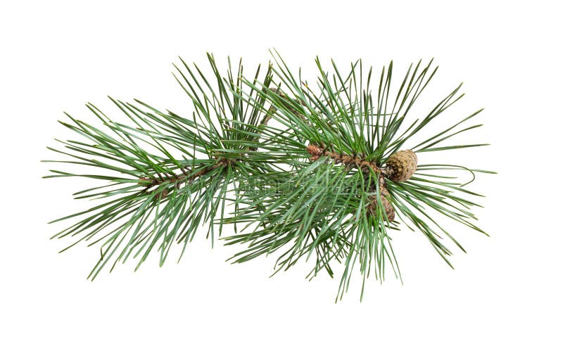 Rama De Pino Sobre Fondo Blanco Aislado Foto de archivo - Imagen de ...