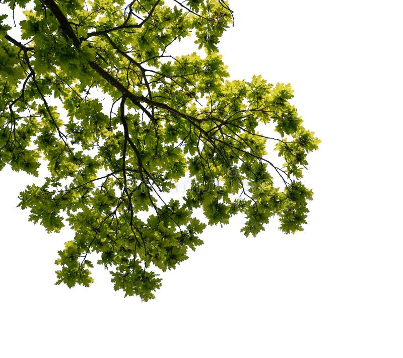 Rama De Roble Aislada En Blanco Imagen de archivo - Imagen de sunset ...