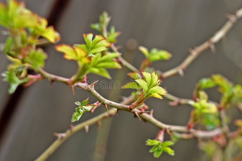 Rama de Rose imagen de archivo. Imagen de flor, hermoso - 40006003