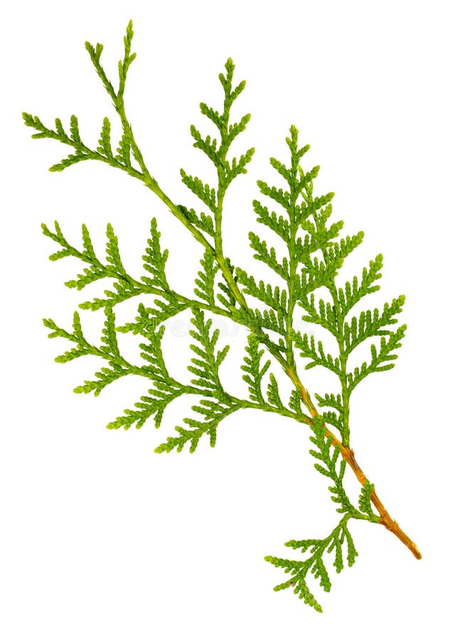 Rama De Thuja Sobre Fondo Blanco Imagen de archivo - Imagen de ciprés ...