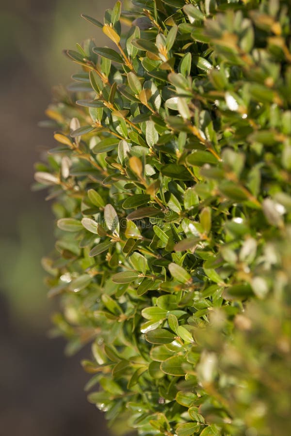 Rama del arbusto del boj foto de archivo. Imagen de estilo - 67973462
