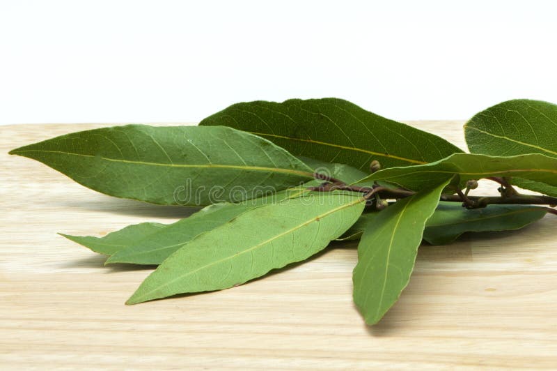 5,291 Rama Del Laurel Fotos - Libres de Derechos y Gratuitas de Dreamstime