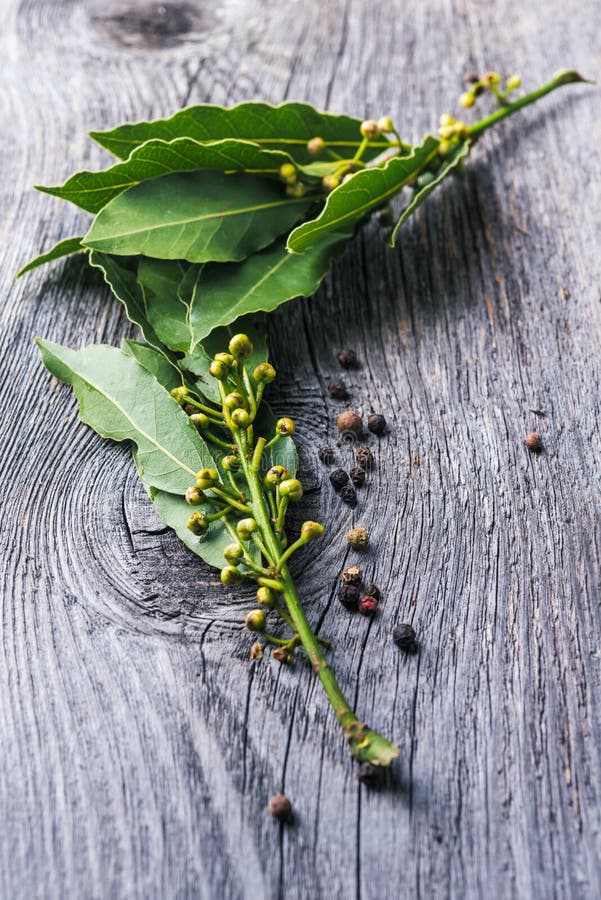 Rama del laurel foto de archivo. Imagen de condimento - 48236424