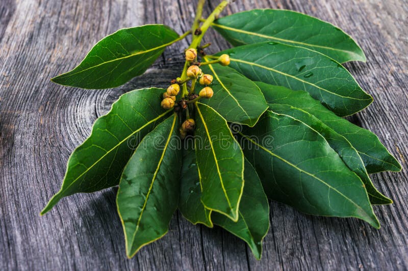 5,291 Rama Del Laurel Fotos - Libres de Derechos y Gratuitas de Dreamstime