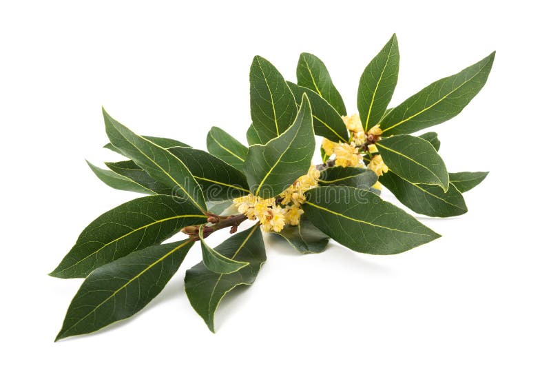 375 Rama Del Laurel Fotos de stock - Fotos libres de regalías de Dreamstime