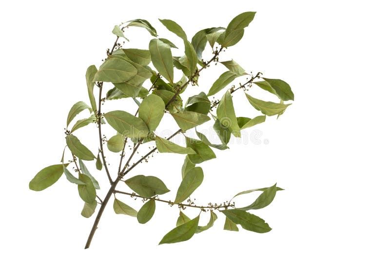 Rama Del Laurel Con Las Hojas Foto de archivo - Imagen de fondo, hierba ...