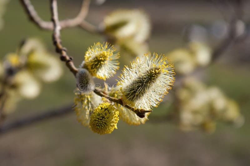 Flor de sauce en peso imagen de archivo. Imagen de cartulina - 171357867