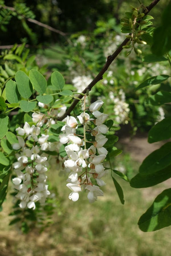 Rama Floreciente Del Robinia En Primavera Imagen de archivo - Imagen de ...