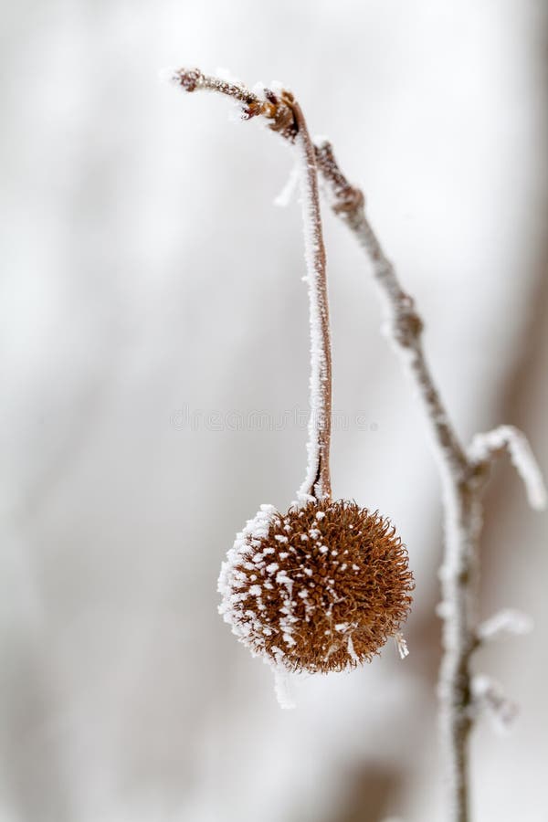 Rama Por Completo De La Escarcha Imagen de archivo - Imagen de cubierto ...