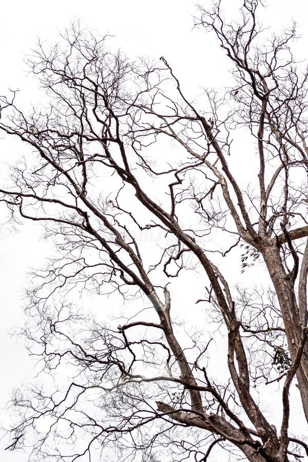 Rama seca aislada foto de archivo. Imagen de tronco, exterior - 85779364