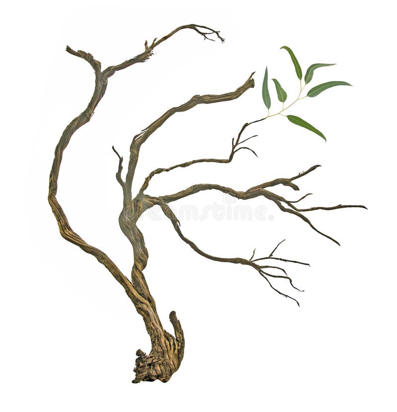 Rama Seca Aislada En Blanco Foto de archivo - Imagen de clima, adalid ...