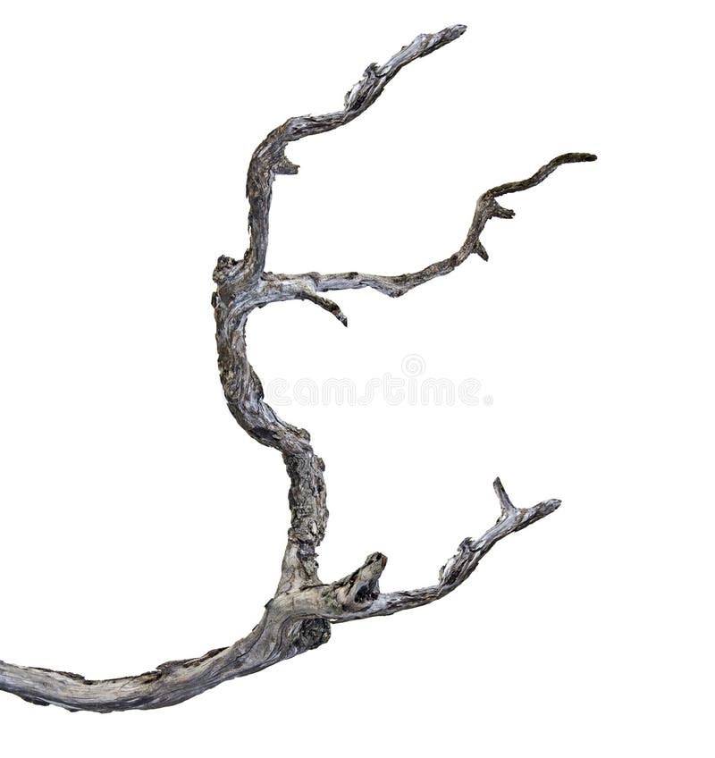 Rama Seca Aislada En Blanco Foto de archivo - Imagen de seco, cierre ...
