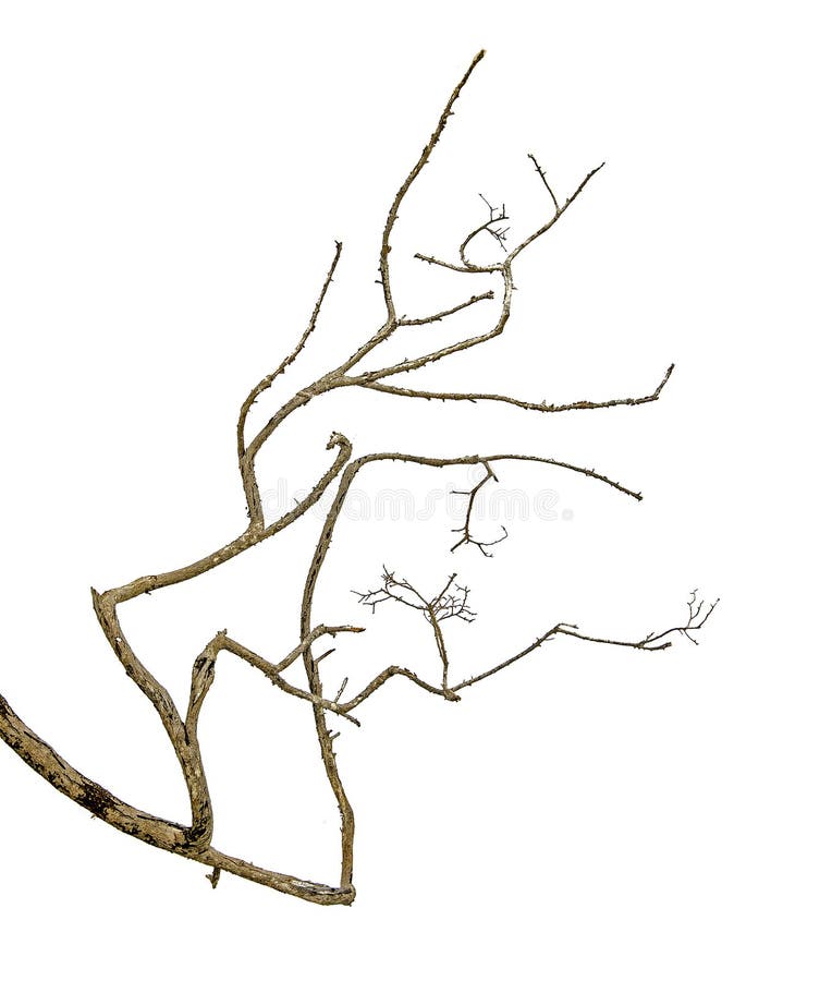 Rama seca en blanco foto de archivo. Imagen de concepto - 62992434