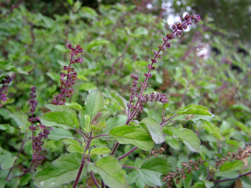 Rama Tulsi plant stock image. Image of blurred, background - 8056841
