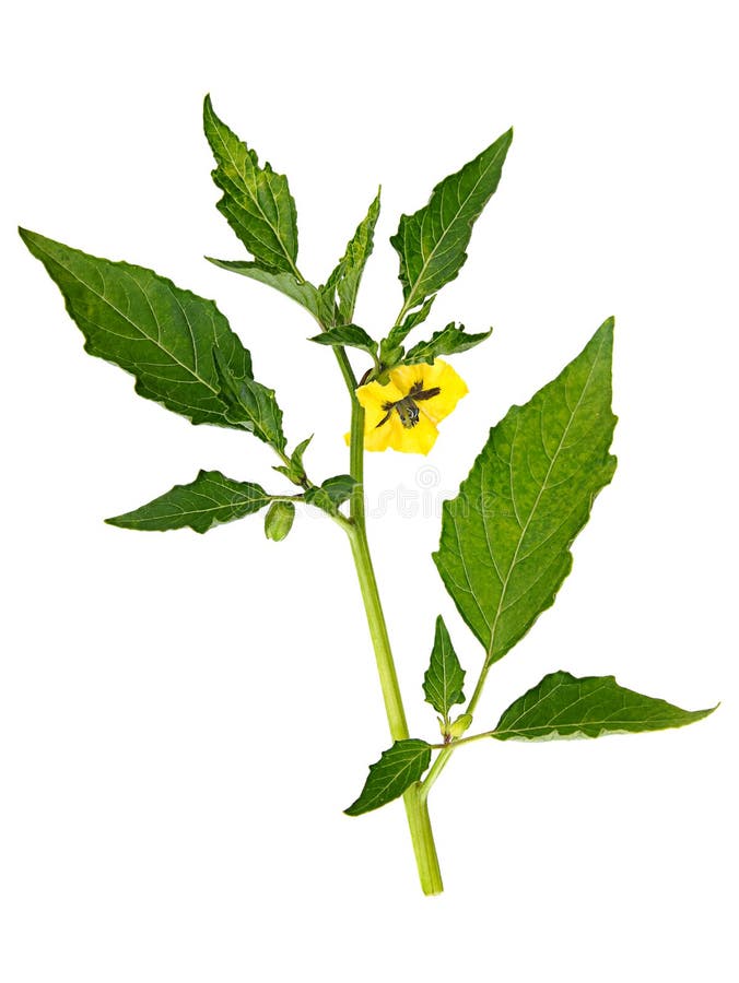 Rama Verde Del Physalis Con La Flor Imagen de archivo - Imagen de hoja ...