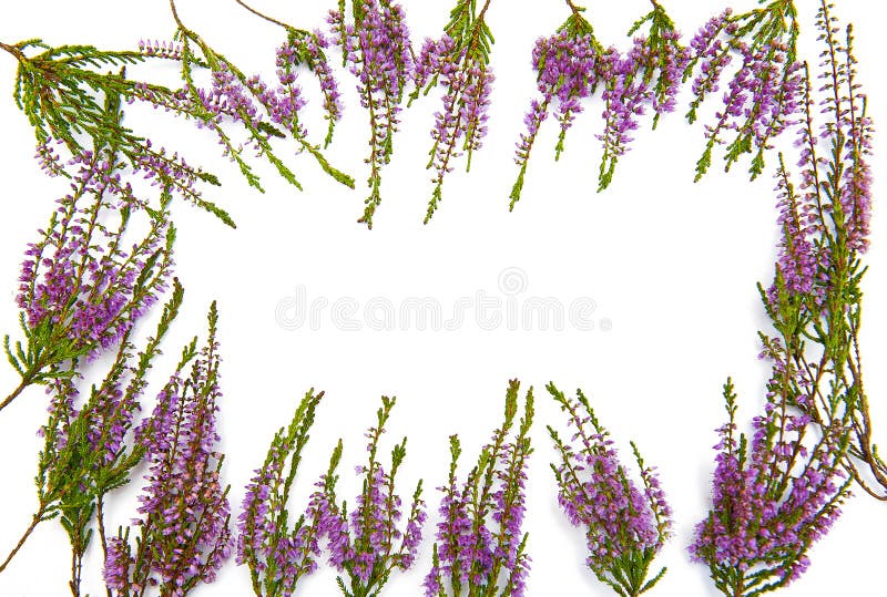 Wrzos na białym tle zdjęcie stock. Obraz złożonej z ziele - 33005544